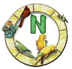 alphabets oiseaux - Page 35