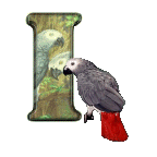 alphabets oiseaux - Page 34